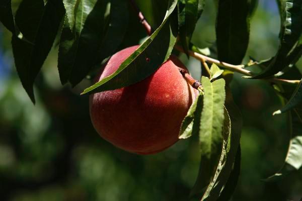 The season that wasn’t in Colorado’s peach country | AspenTimes.com