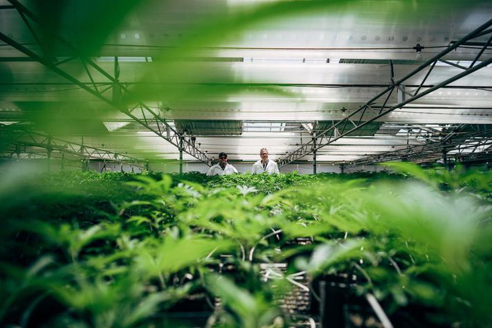 High Country: New documentary ‘CBD Nation’ might change your mind about ...