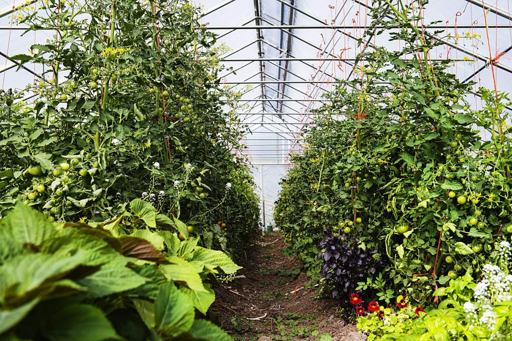 Farm Collaborative’s ‘farm park’ and future plans | AspenTimes.com