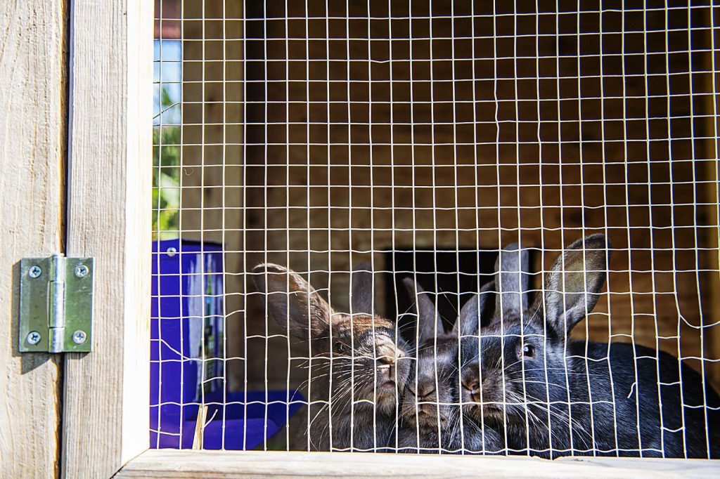 Farm Collaborative’s ‘farm park’ and future plans | AspenTimes.com