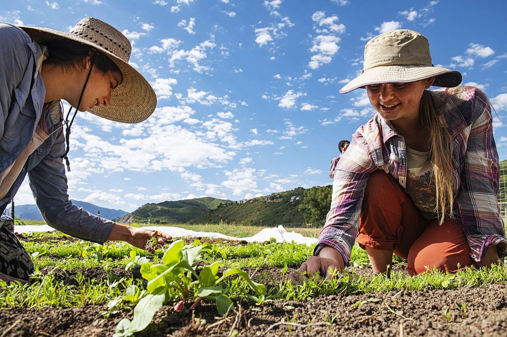 Farm Collaborative’s ‘farm park’ and future plans | AspenTimes.com