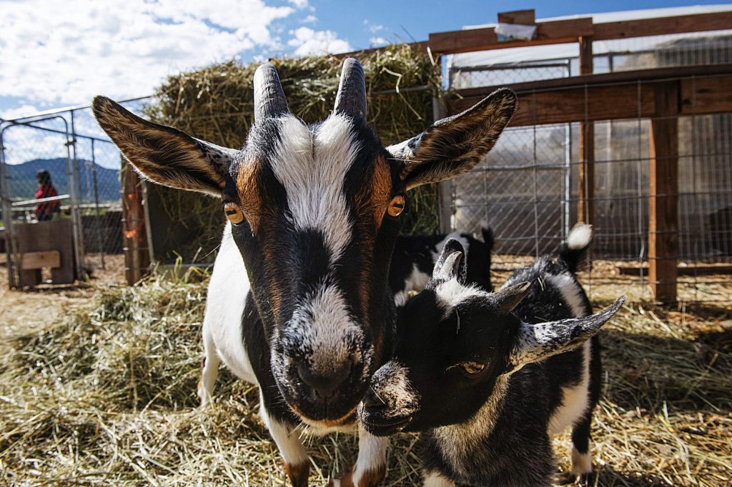 Inside Farm Collaborative, the nonprofit reviving small farming in ...