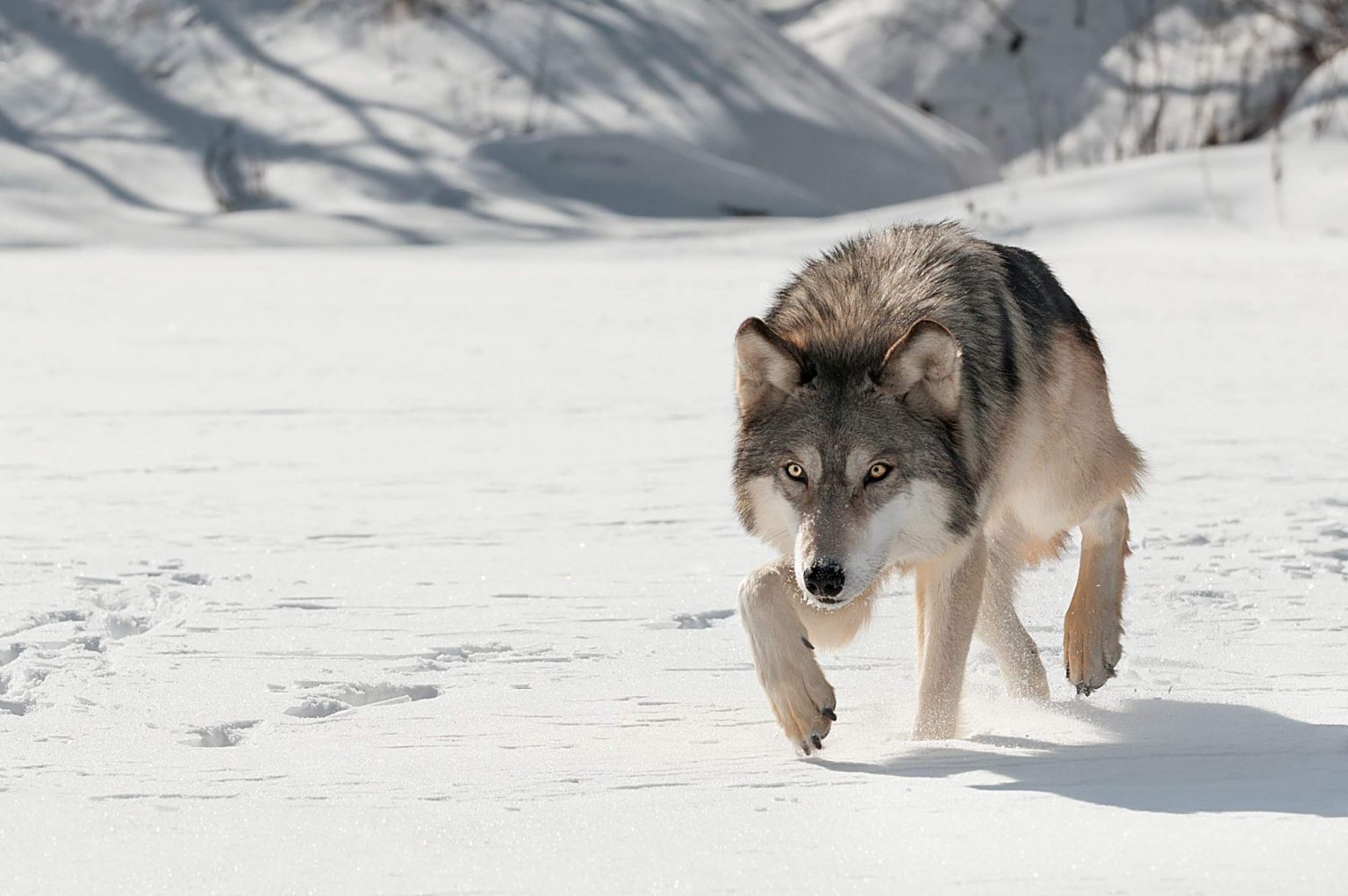 What’s behind the resistance to wolves in Colorado? | AspenTimes.com