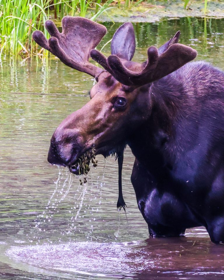 Aggressive moose prompts closures near North Star Preserve in Aspen ...