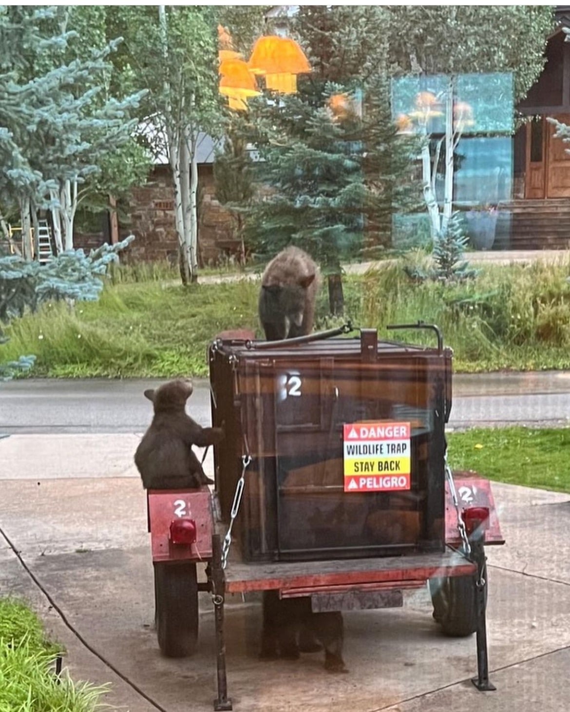 Colorado Bear Coalition hosts ‘town hall’ to explain bear killings | AspenTimes.com