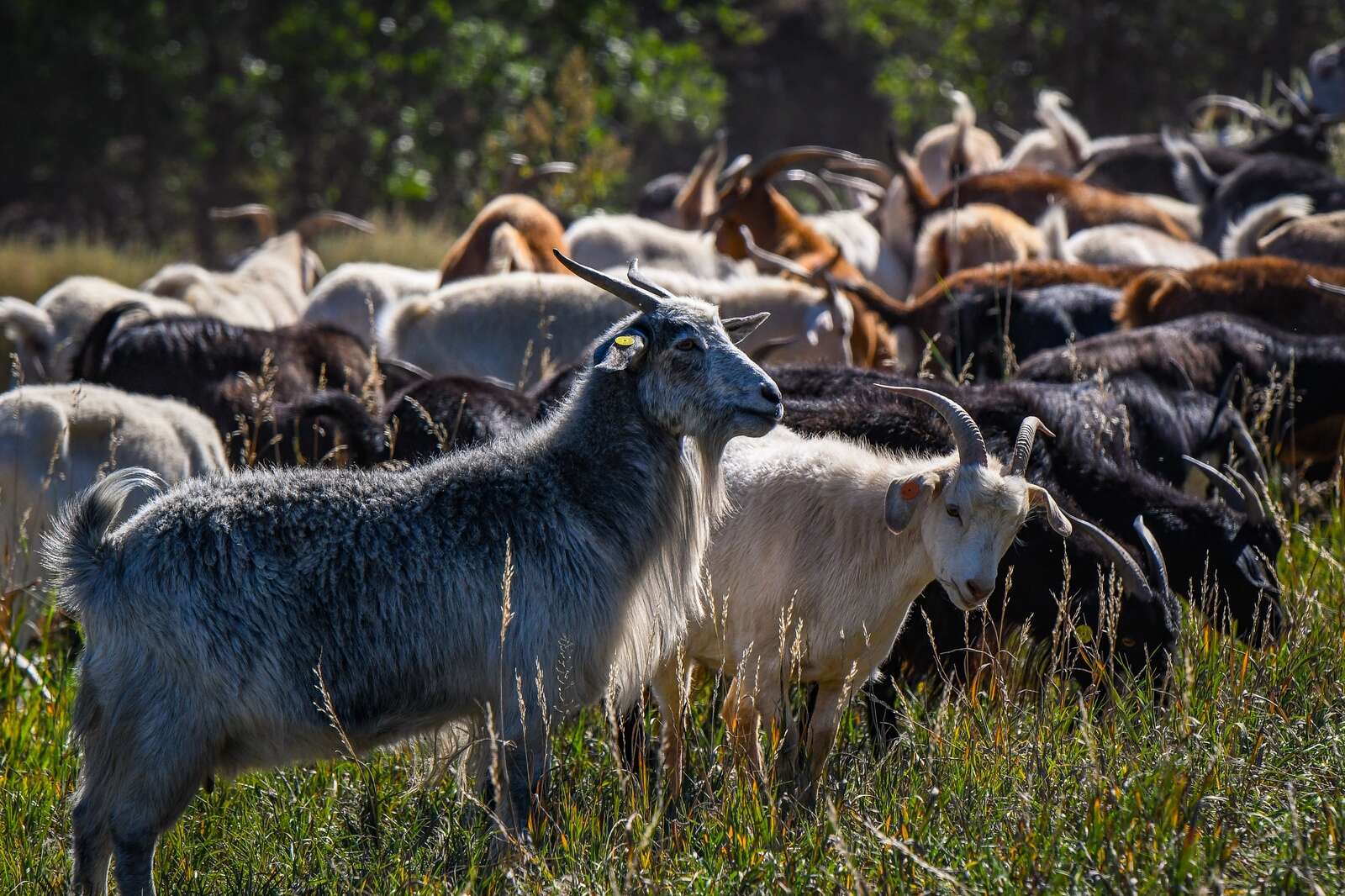 Goats on the graze on Roaring Fork Valley BLM lands starting this week ...
