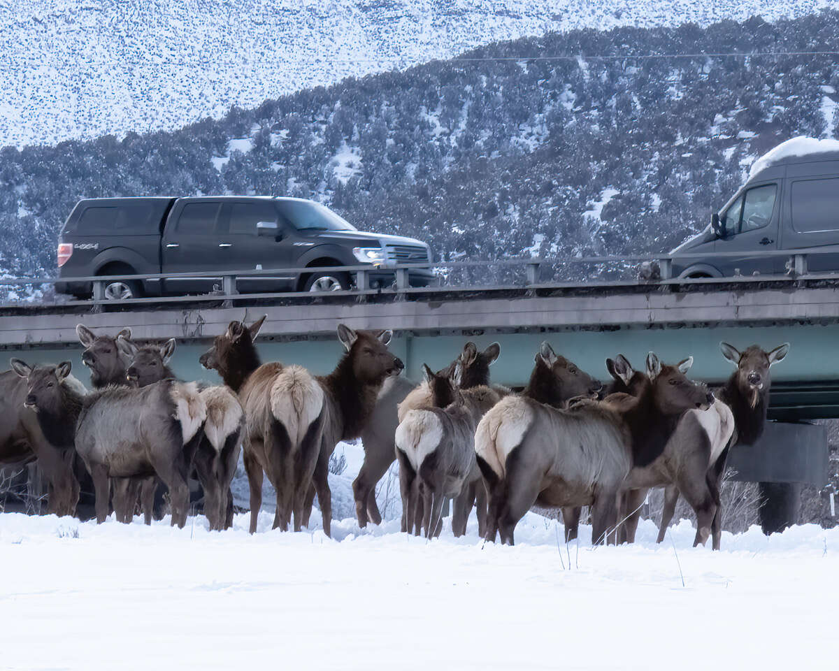 Wildlife Roundtable: How climate change and development are impacting ...