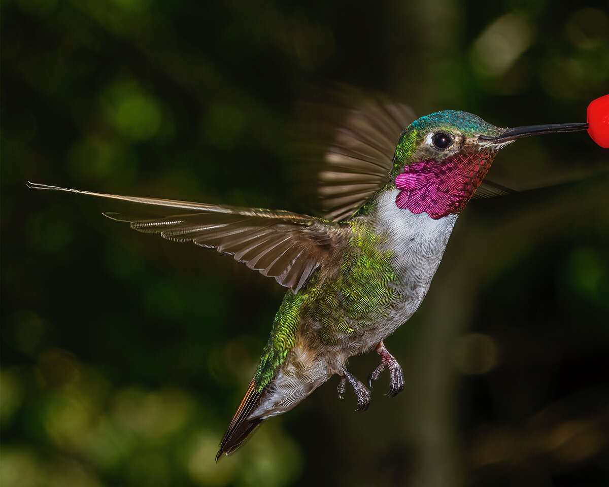 Wildlife Roundtable: How climate change and development are impacting ...