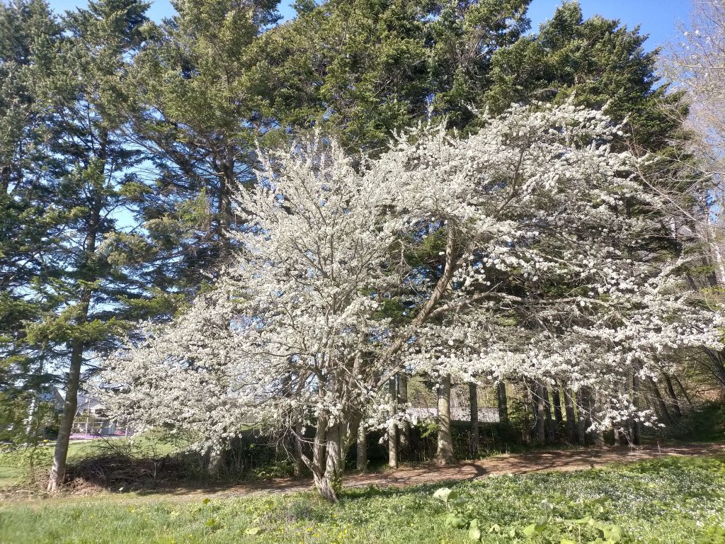 Timbah Bell: Finding rejuvenation in Japan | AspenTimes.com