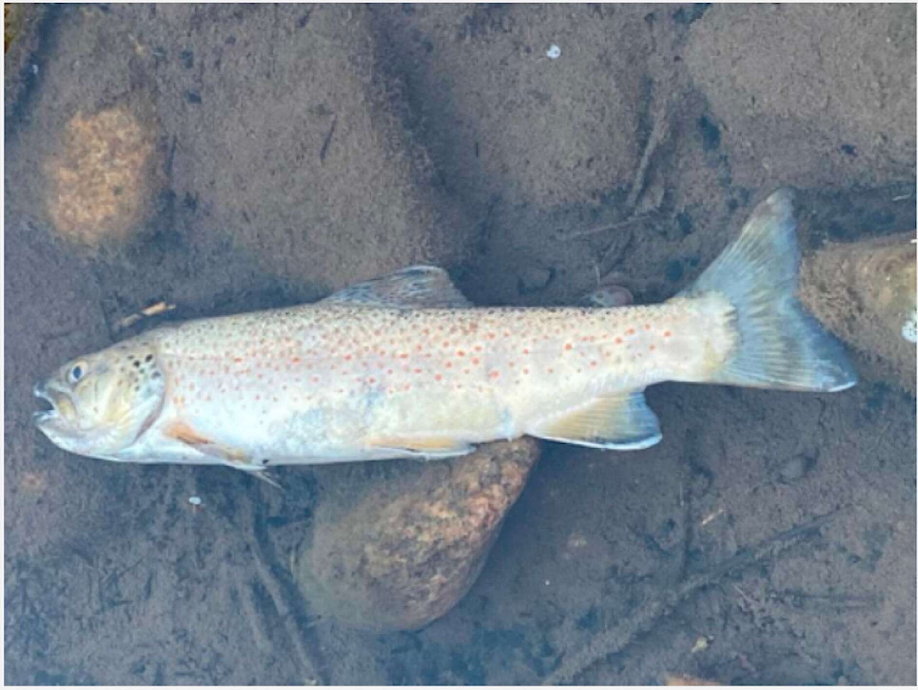 State issues Vail Resorts a notice of violation for 2021 fish kill ...