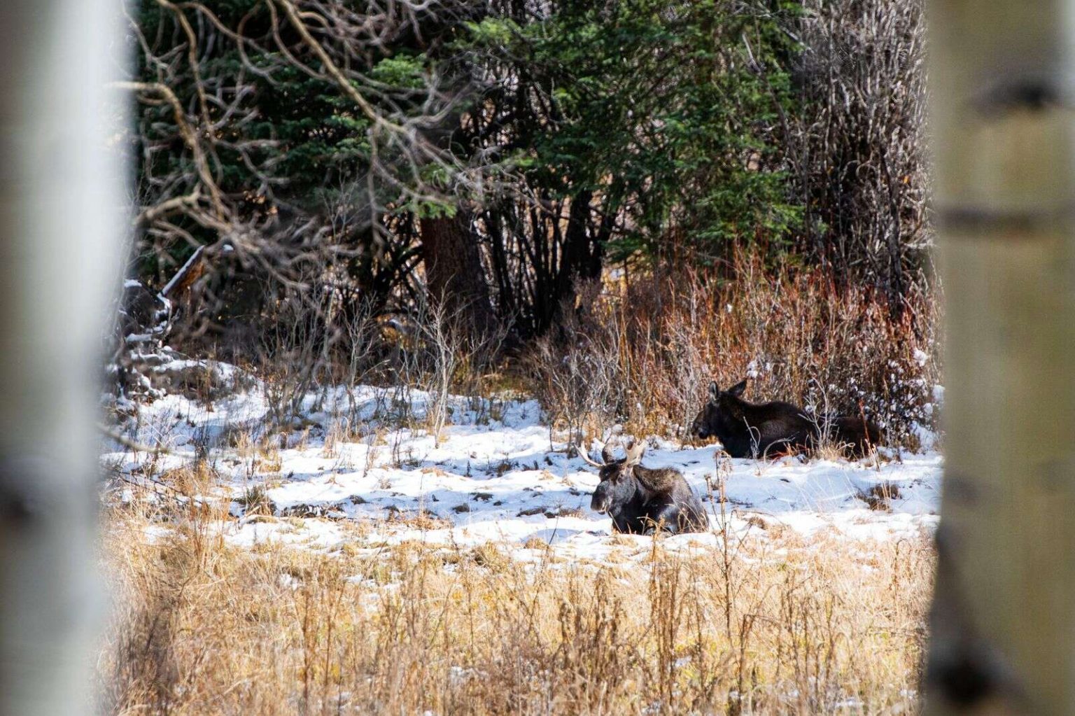 Bears, moose, and deer mice, oh my! Winter doesn’t mean Aspen is out of ...