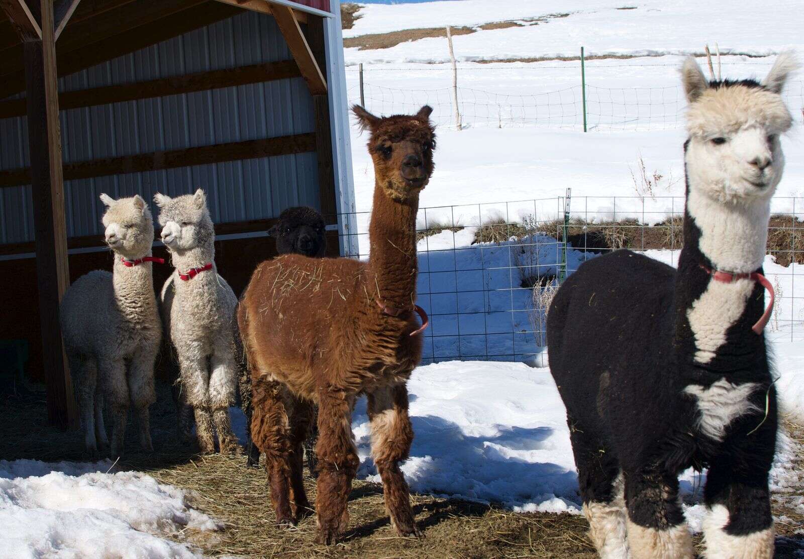 Ilko alpaca ranch in Northwest Colorado producing high-quality fiber ...