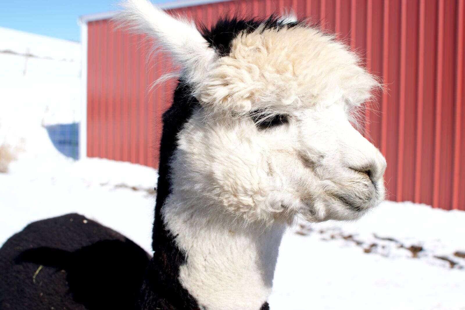 Ilko alpaca ranch in Northwest Colorado producing high-quality fiber ...