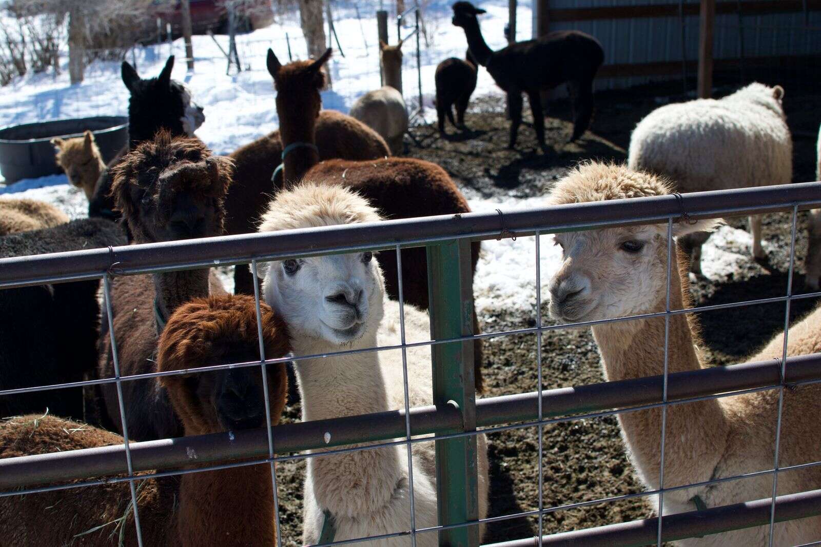 Ilko alpaca ranch in Northwest Colorado producing high-quality fiber ...