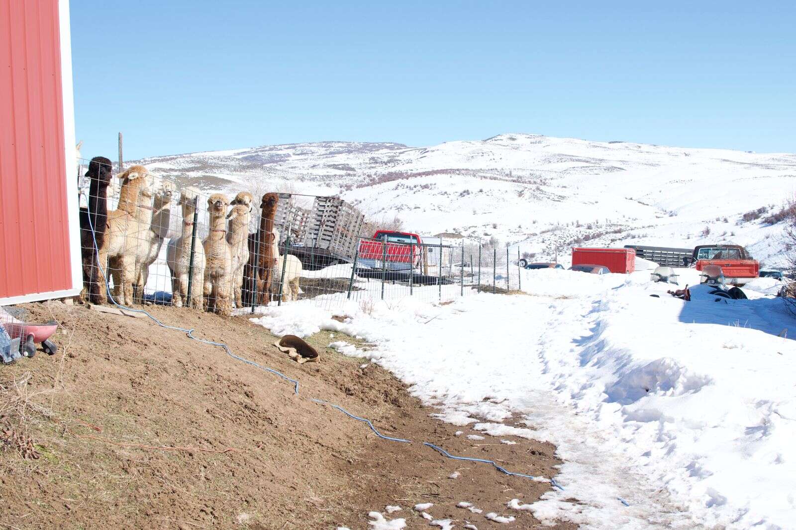 Ilko alpaca ranch in Northwest Colorado producing high-quality fiber ...