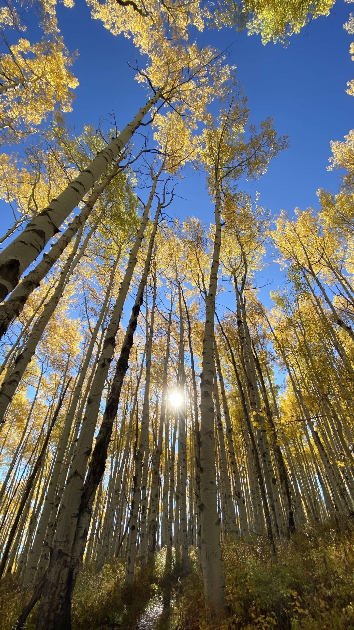 Aspen Times Staff Pick’s pics: Our team’s best photos of October ...