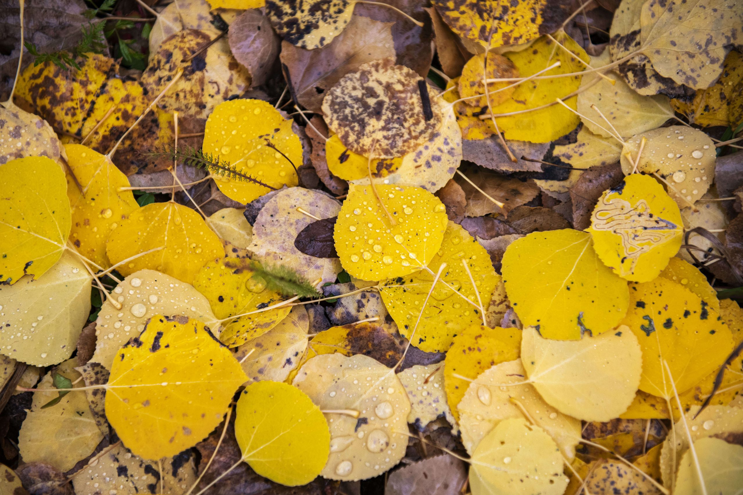 Slideshow: Take a walk through Aspen’s aspens | AspenTimes.com