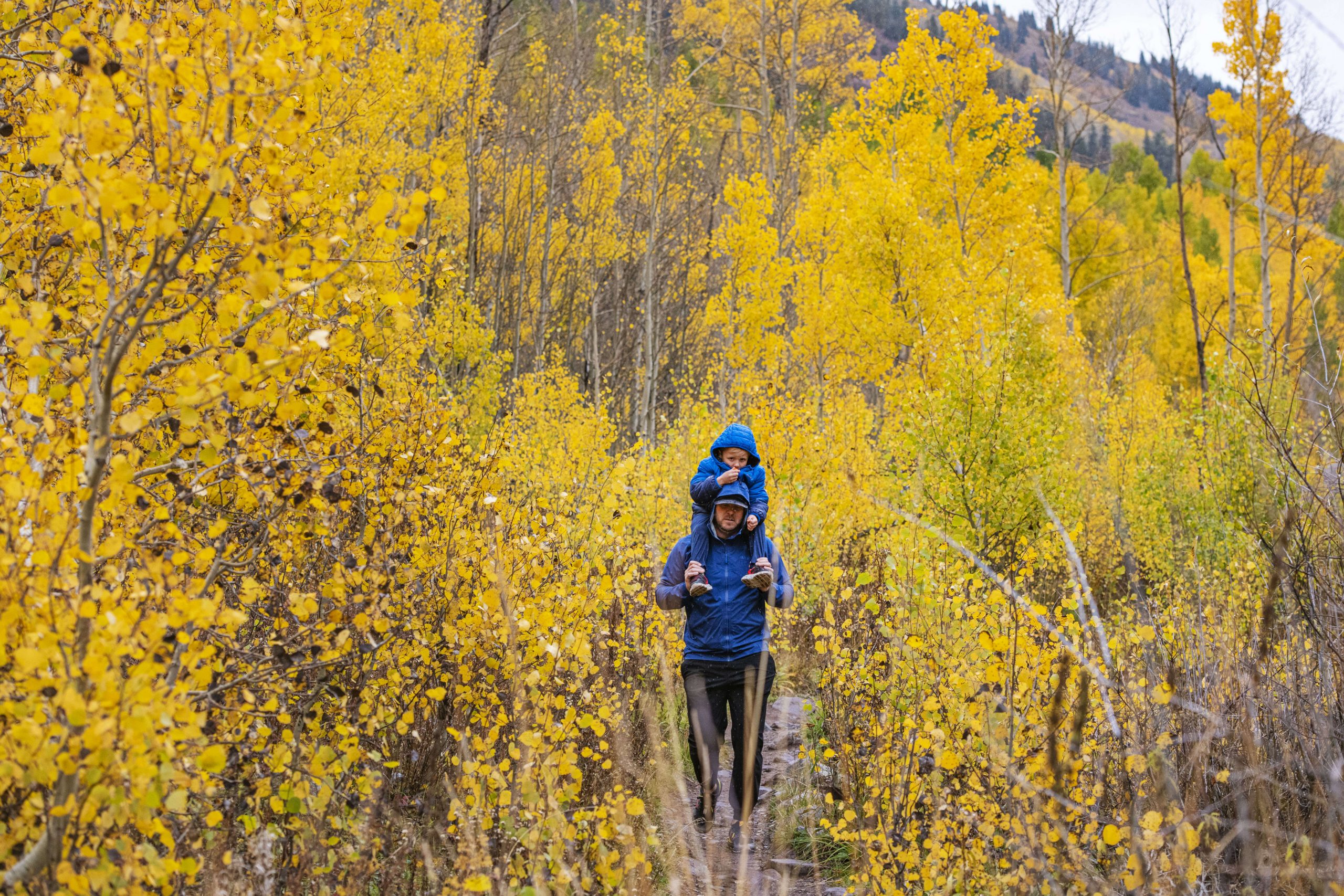 Slideshow: Take a walk through Aspen’s aspens | AspenTimes.com