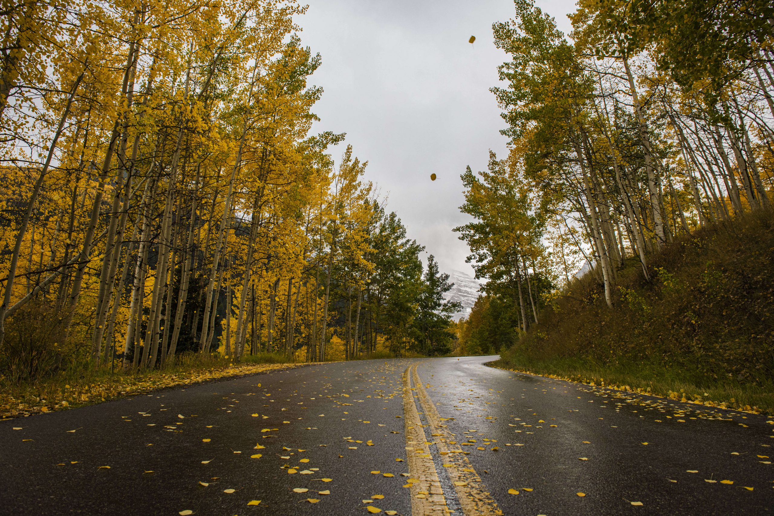 Slideshow: Take a walk through Aspen’s aspens | AspenTimes.com