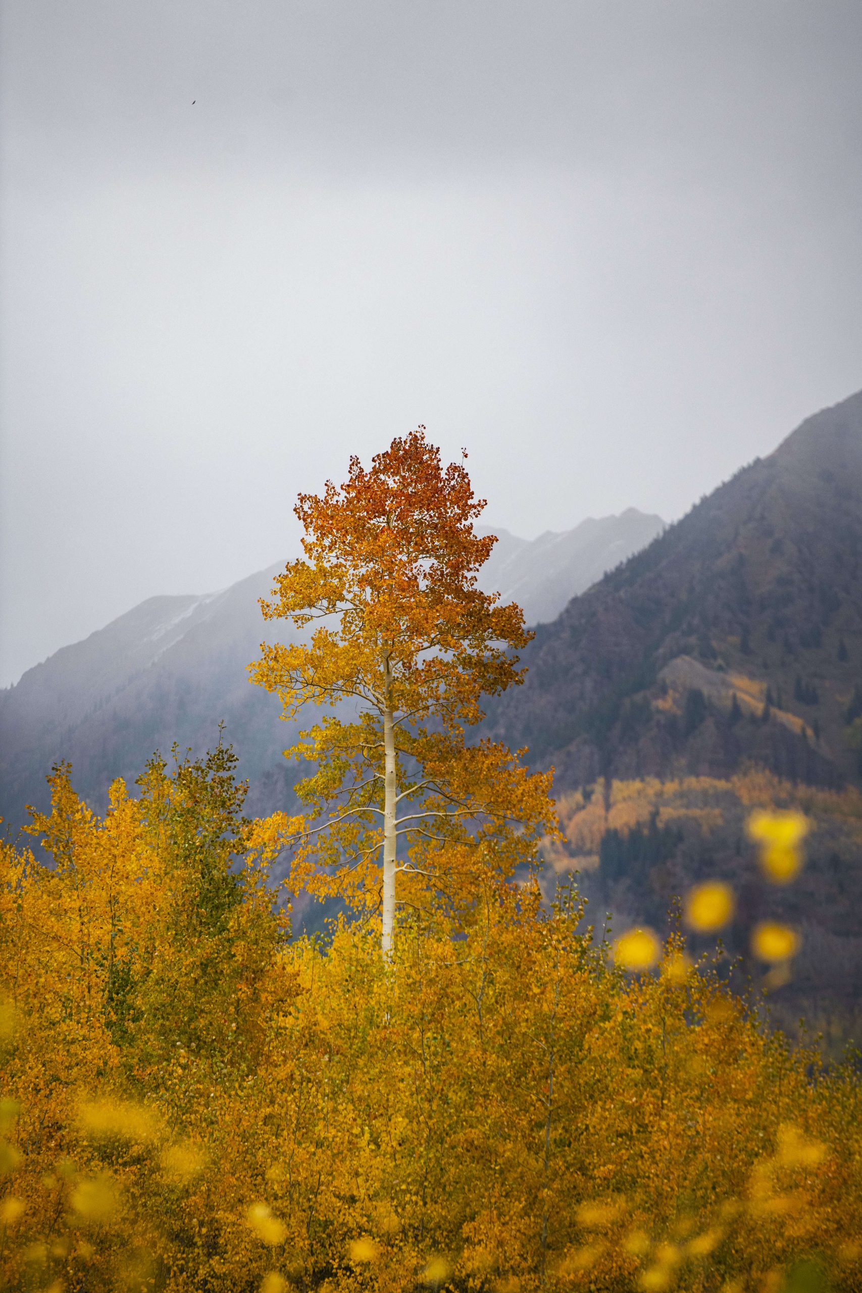 Slideshow: Take a walk through Aspen’s aspens | AspenTimes.com