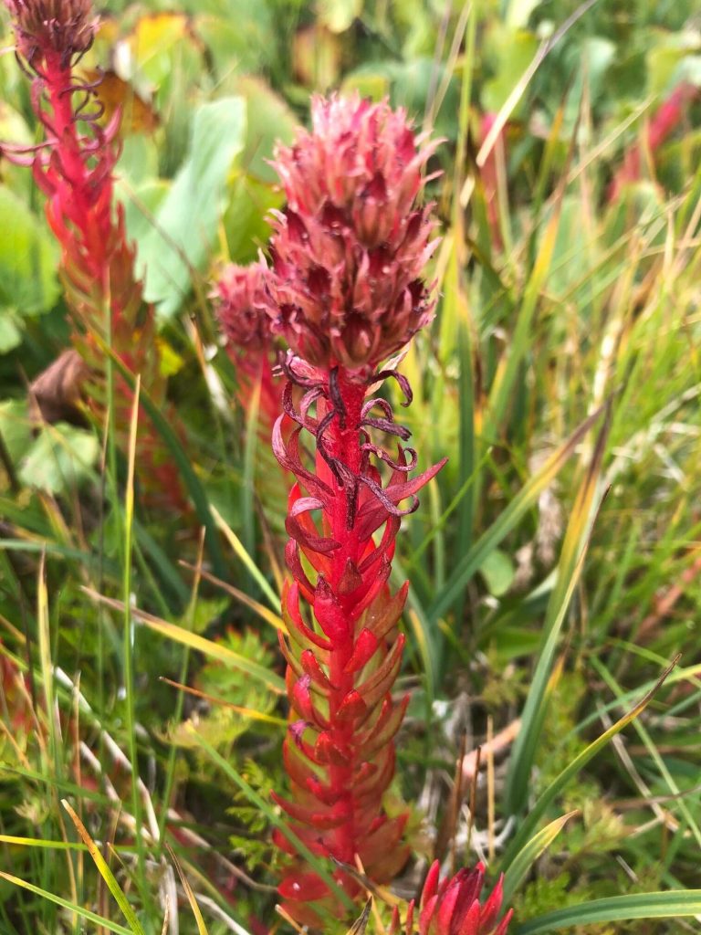 In Bloom: The royal family and why we love them | AspenTimes.com