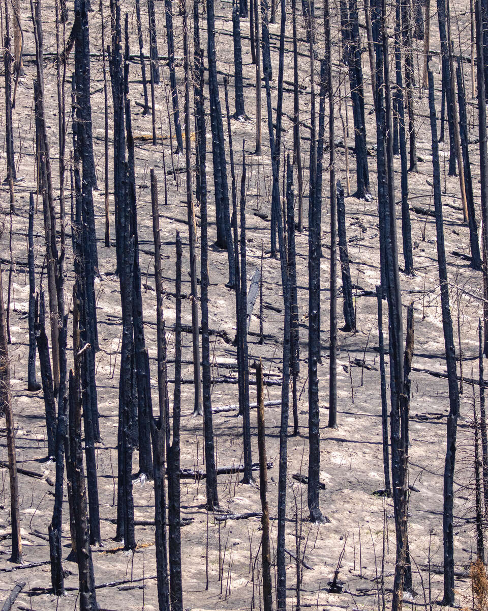 Wildfires and wildlife: How animals survive fires and how you can help ...