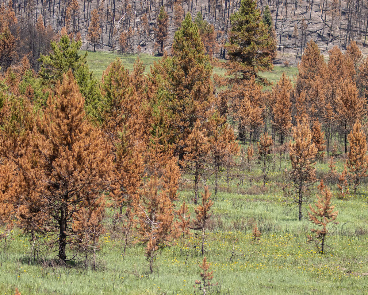 Wildfires and wildlife: How animals survive fires and how you can help ...