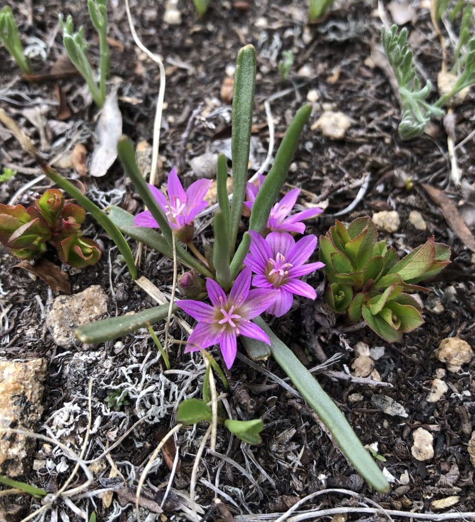 In Bloom: Pygmies, dwarfs, and fairies | AspenTimes.com