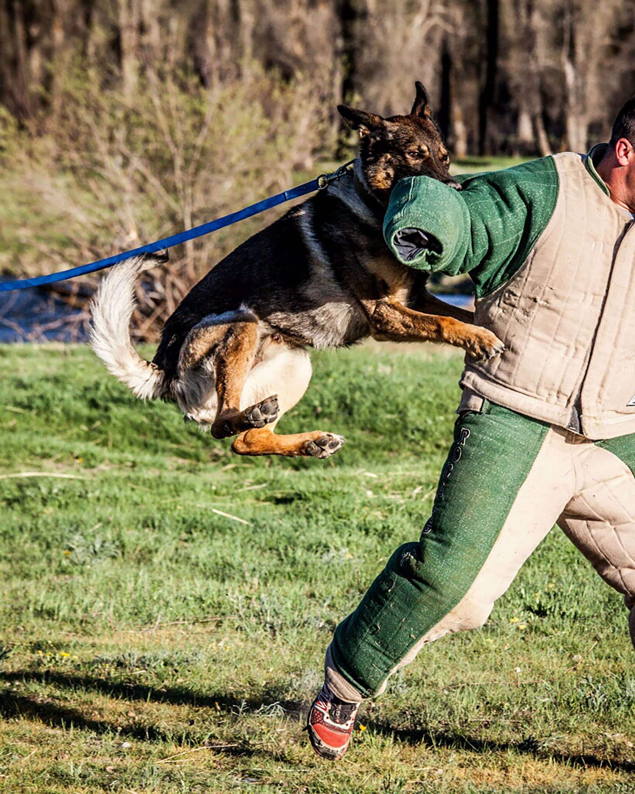 Glenwood police’s K-9 cop Zeus remembered after lengthy career ...