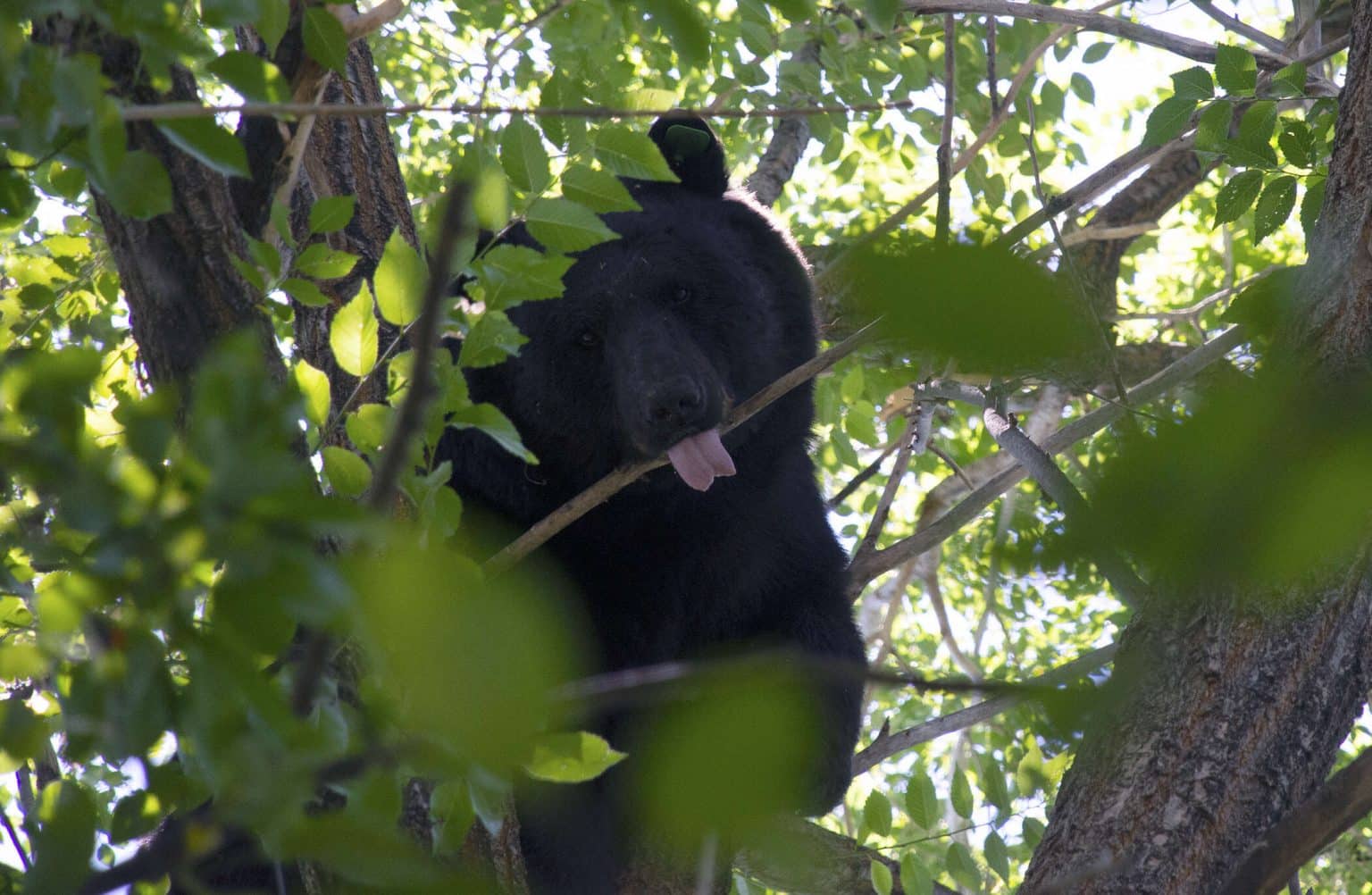 Aspen’s bear traffic up a third in early going this year | AspenTimes.com