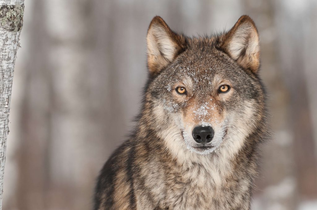 CPW Commission unanimously approves state wolf plan at CMC’s Spring ...