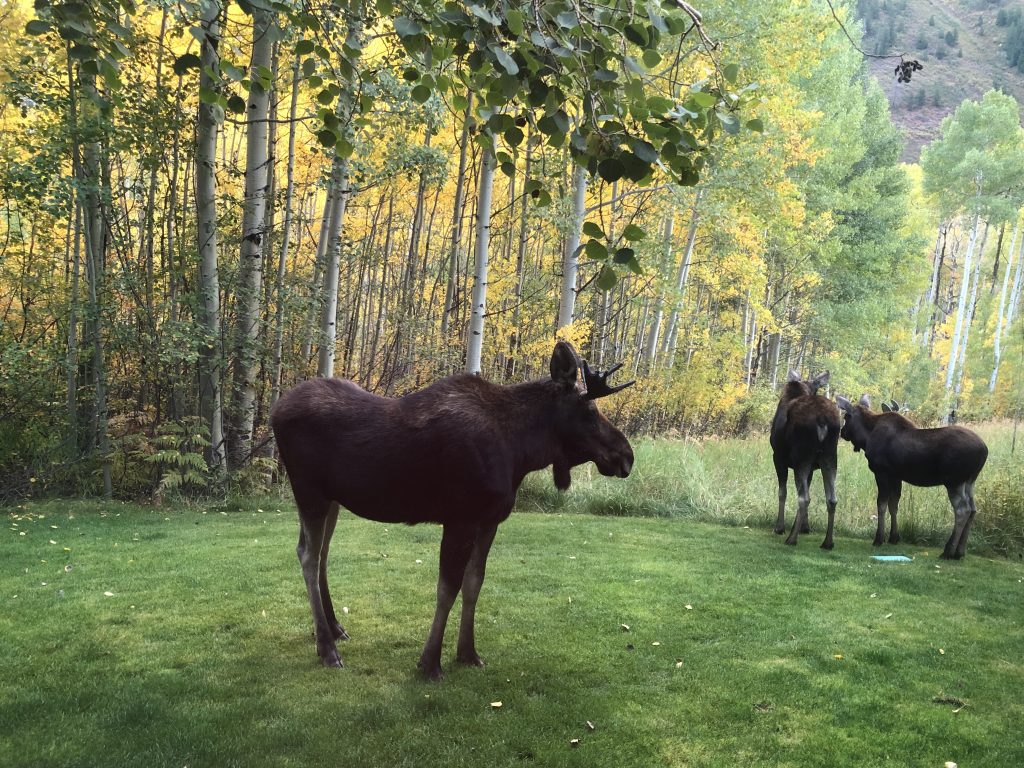 Aspen Misc. for Oct. 2, 2022: Aspen Times in Croatia, a family of moose ...