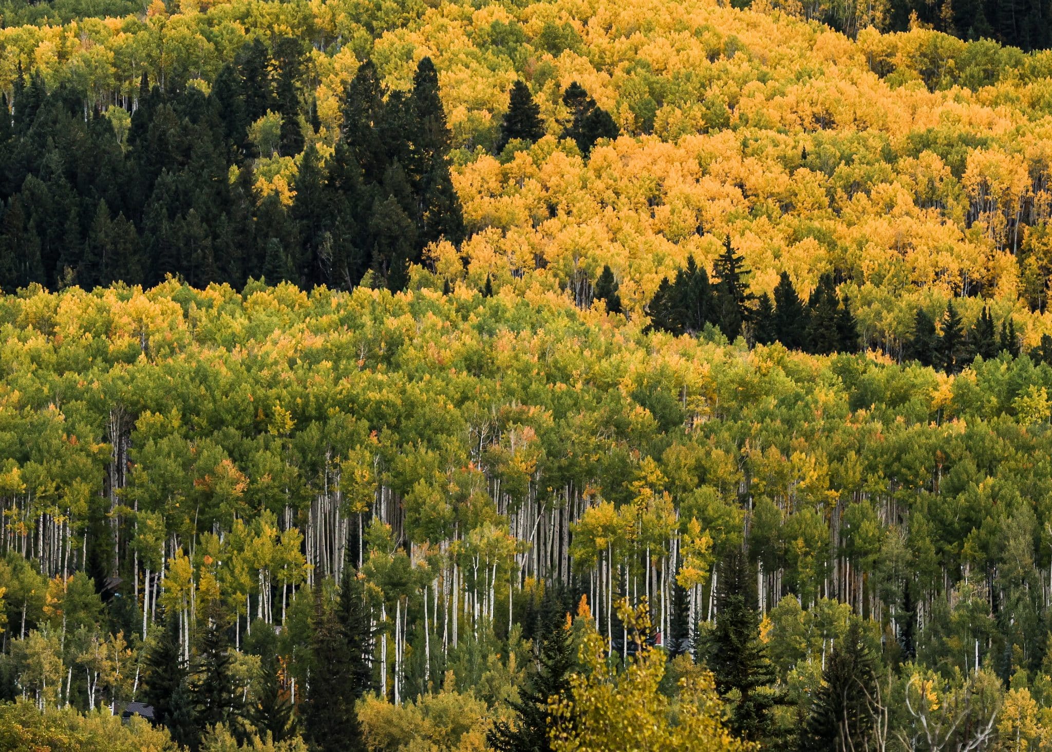 What will peak fall colors look like in Colorado this year ...