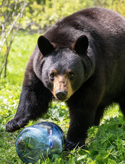 With incidents up in 2023, Aspen bear coalitions working to educate ...
