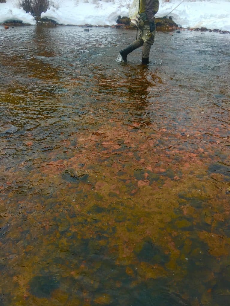 On the Fly: Annual trout-spawning rituals are underway in the Roaring ...