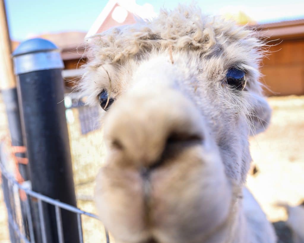 Aspen Art Museum hosts rooftop farm-to-fork fundraiser | AspenTimes.com
