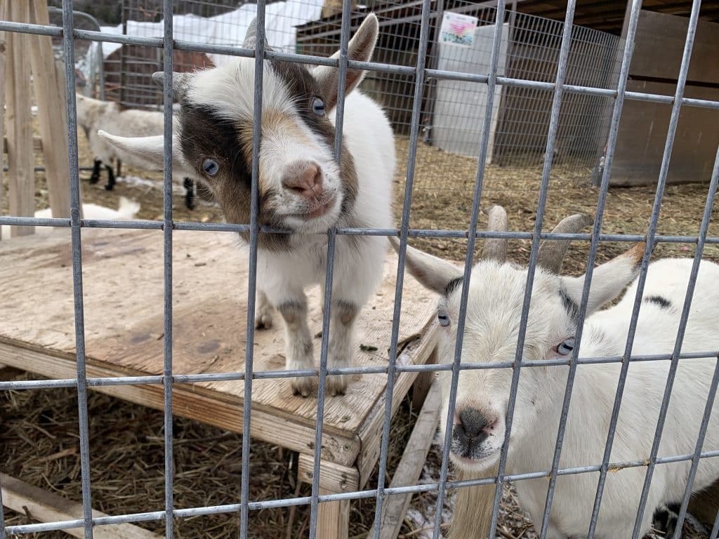 Farm Collaborative gives out fresh, local ingredients at annual Farm-to ...