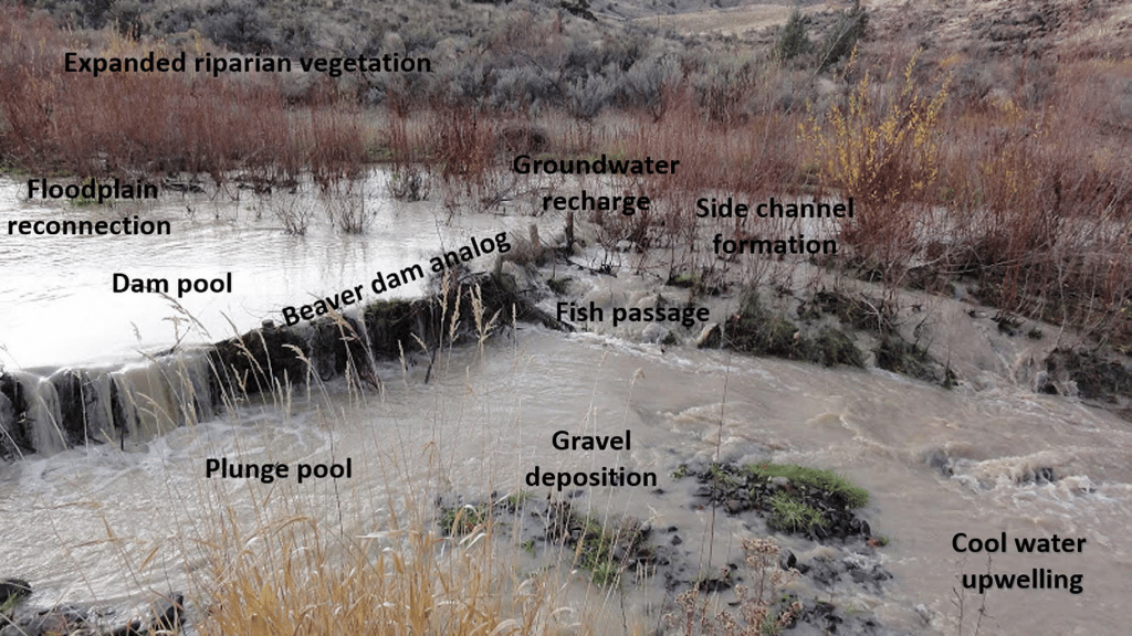 U.S. Forest Service to find out just how many beavers live in the ...
