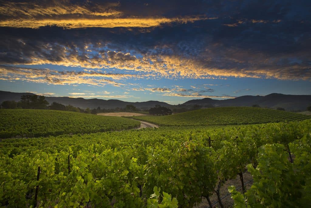 Women only beginning to make their dent in winemaking | AspenTimes.com