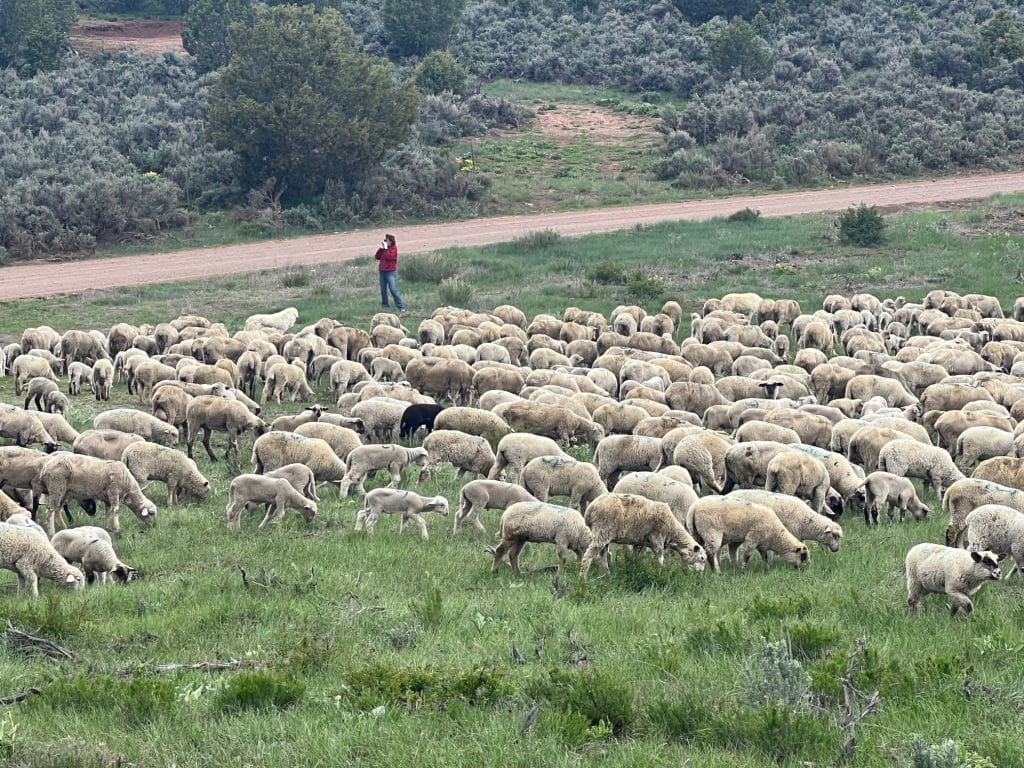 What’s behind the resistance to wolves in Colorado? | PostIndependent.com