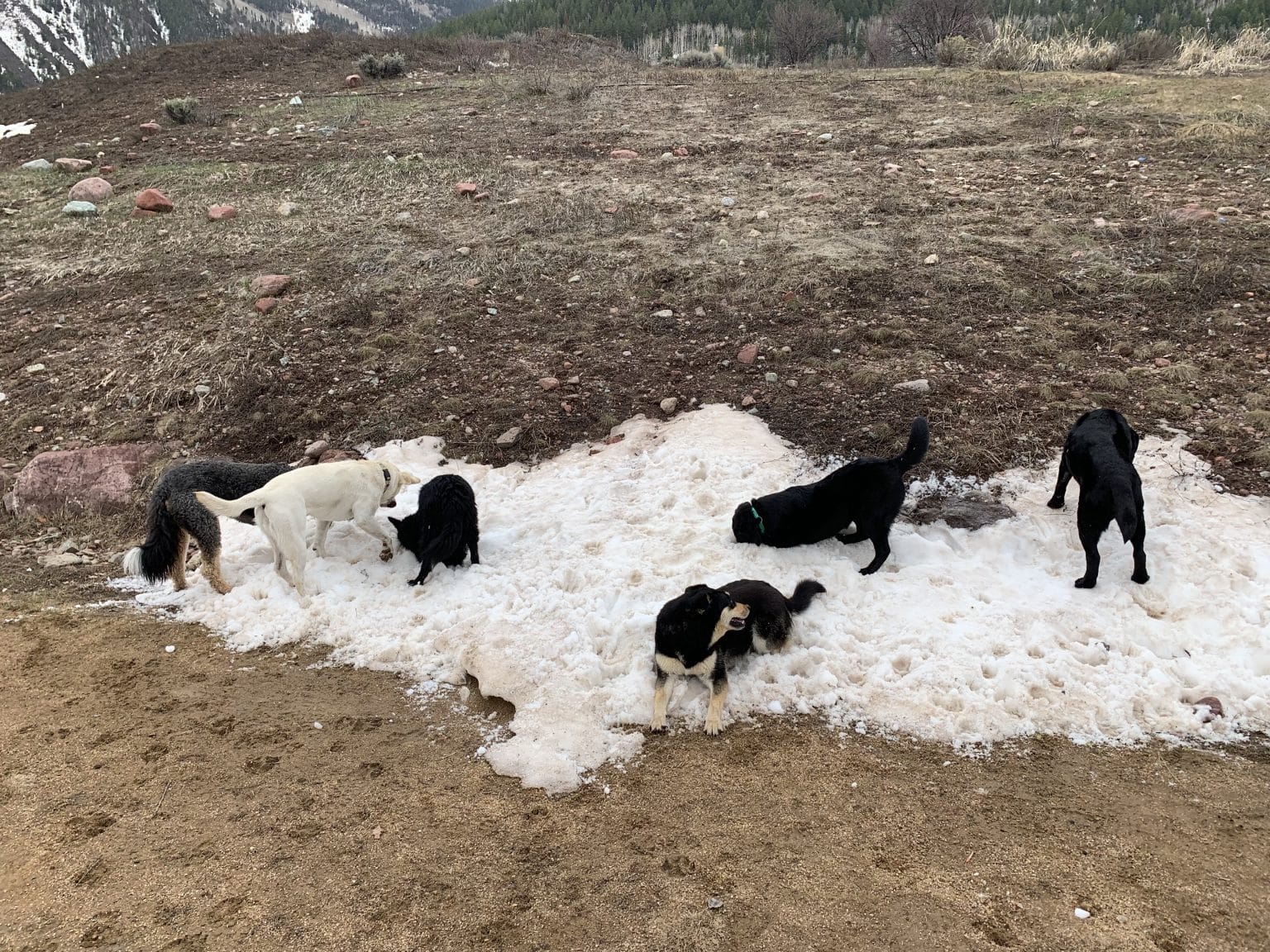 Aspen Misc.: Kids Safety Fair, AVSC pups | AspenTimes.com