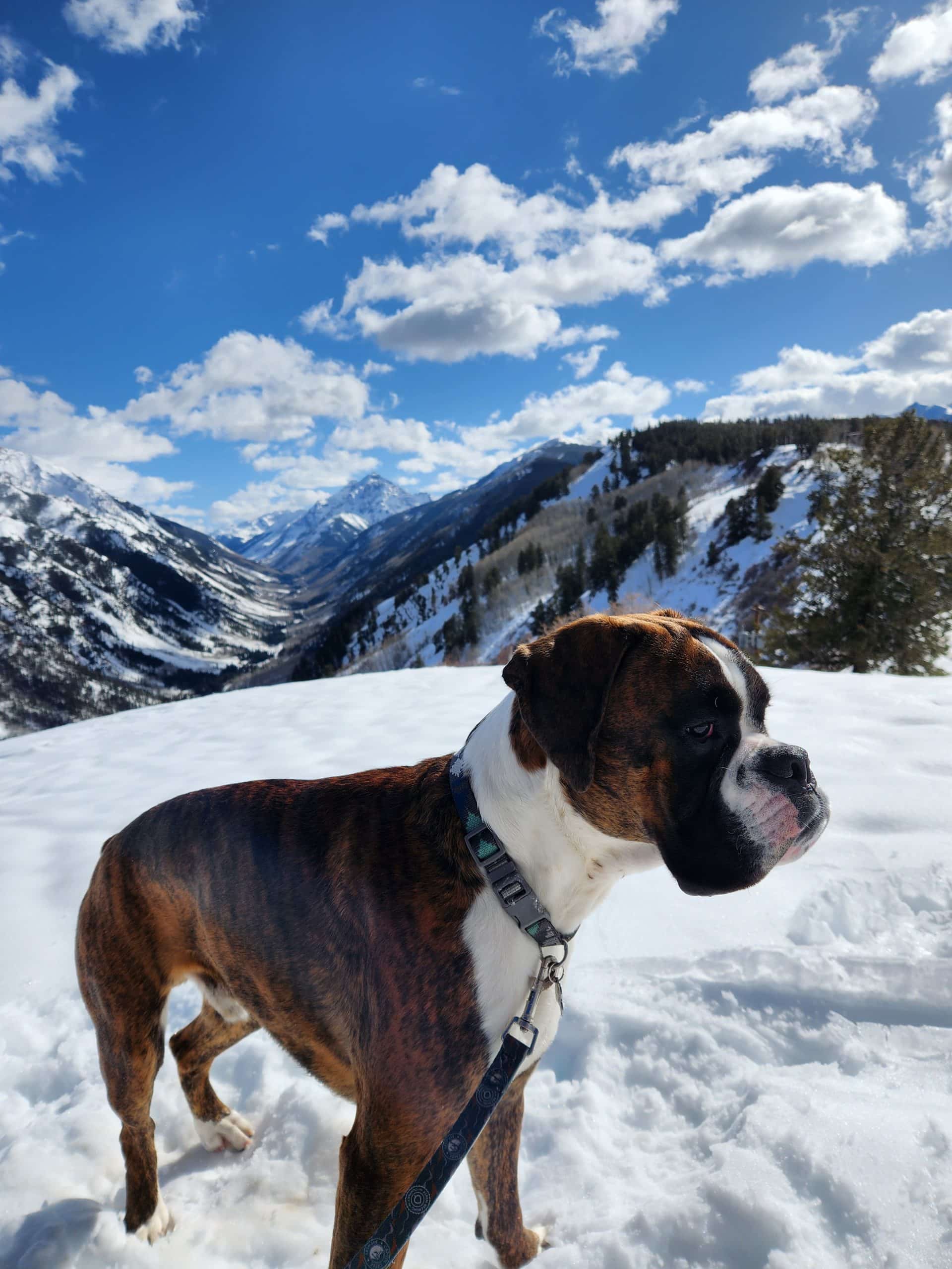 Aspen Misc. for May 7: Dogs, curling champs, elk, and teacher ...