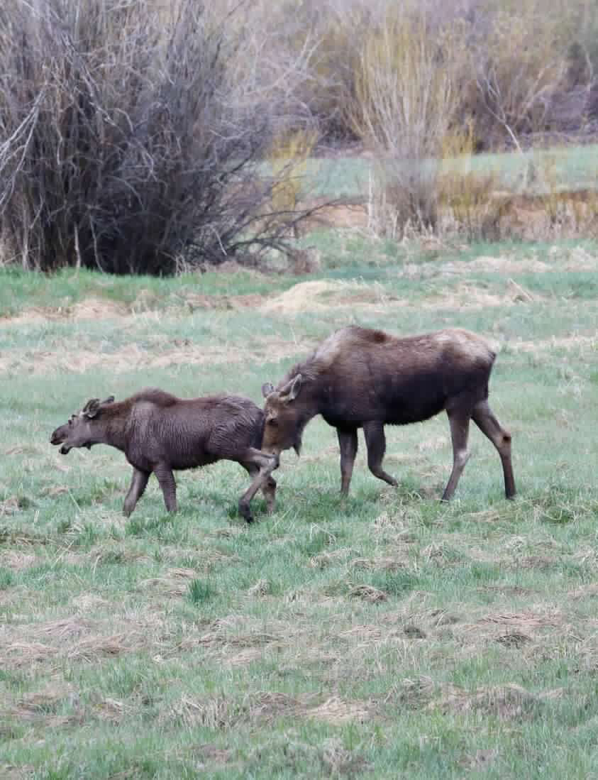 Aspen Misc.: Dogs, mountain lions and moose | AspenTimes.com