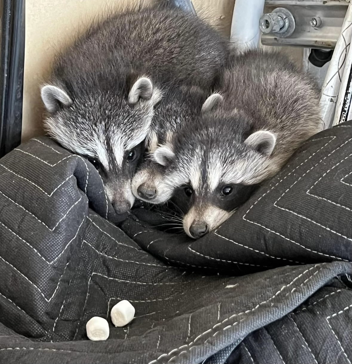 Swarming ants, flying bats, and racoons: Wet spring means an abundance ...