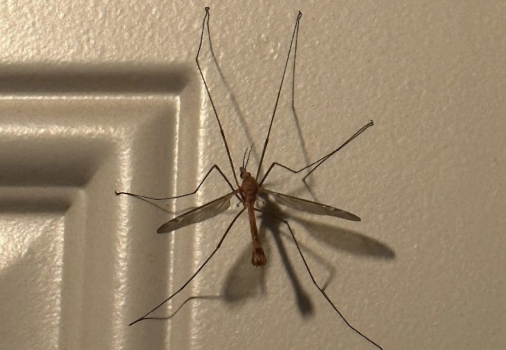 Swarming ants, flying bats, and racoons: Wet spring means an abundance ...