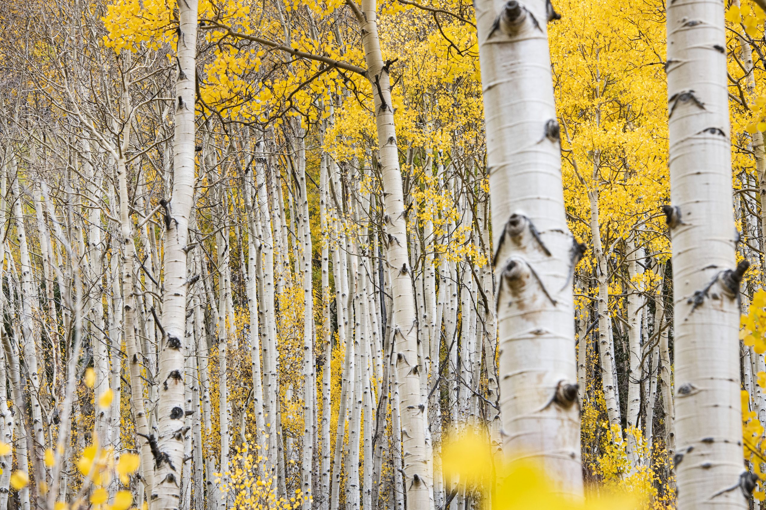 Slideshow: Take a walk through Aspen’s aspens | AspenTimes.com