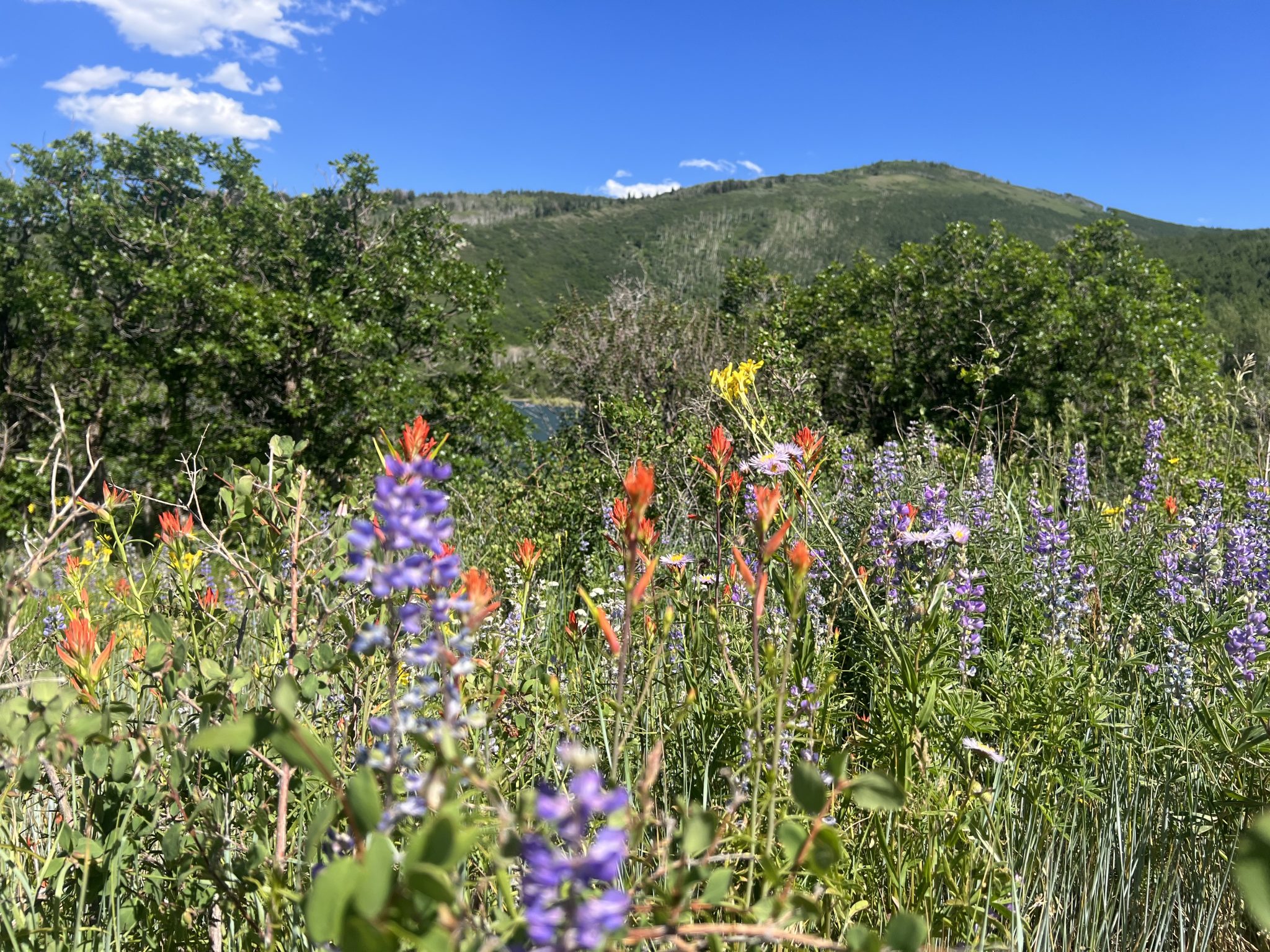 Aspen Misc.: Artists join together to share art with the community ...