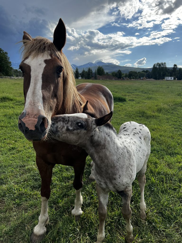 Aspen Misc.: Intersect Aspen, Stormy the filly | AspenTimes.com