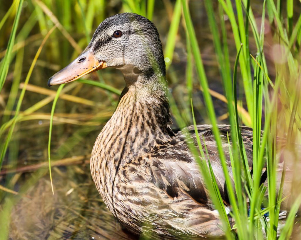 Aspen Misc.: Peach sangria by the river | AspenTimes.com