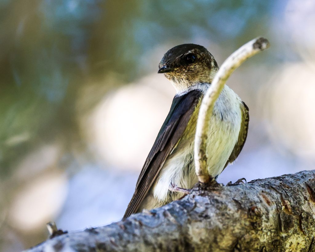 Aspen Misc.: Peach sangria by the river | AspenTimes.com